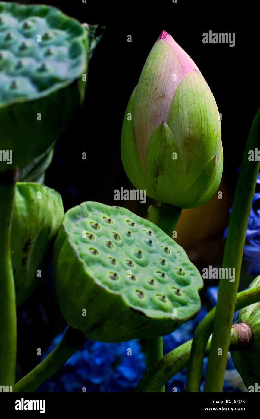 green asia bud lotus pictogram symbol pictograph trade symbol beauty ...
