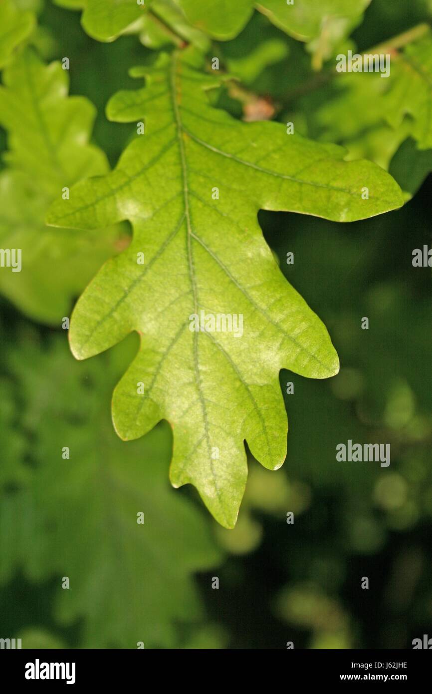 Oak leaf shape hi-res stock photography and images - Alamy