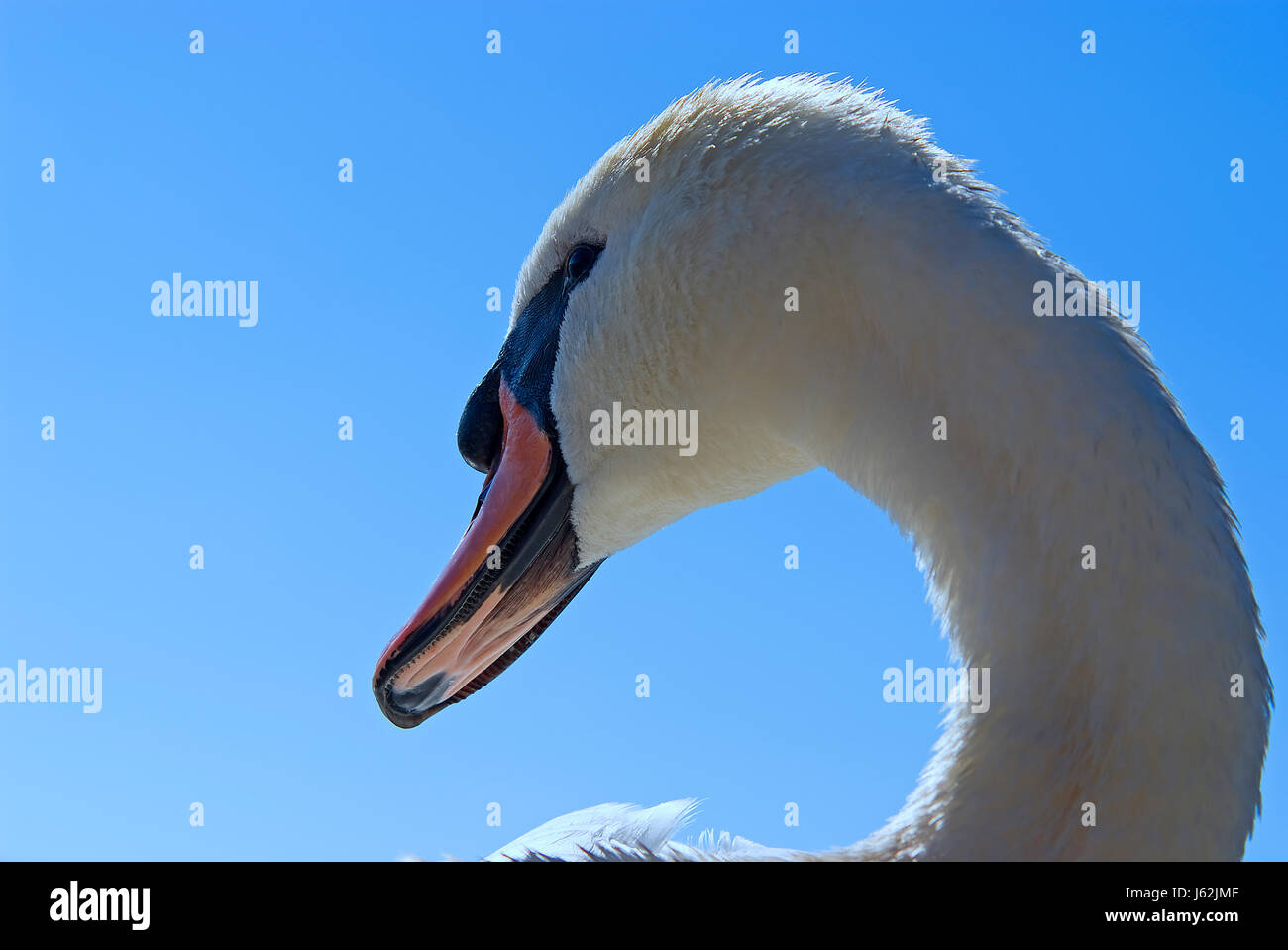 Schwanprofil hi-res stock photography and images - Alamy