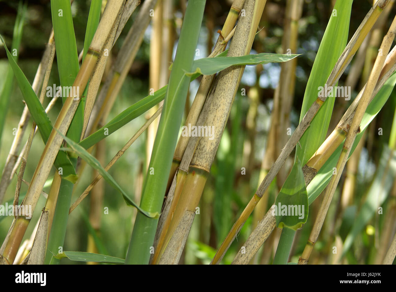 garden leaves evergreen bamboo horticulture gardens plant beautiful ...
