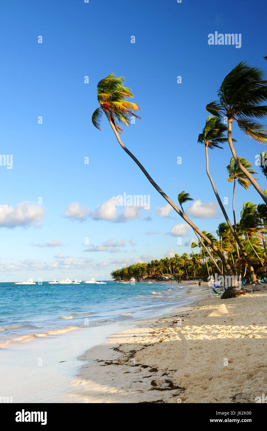 tree trees beach seaside the beach seashore waves tropical salt water ...
