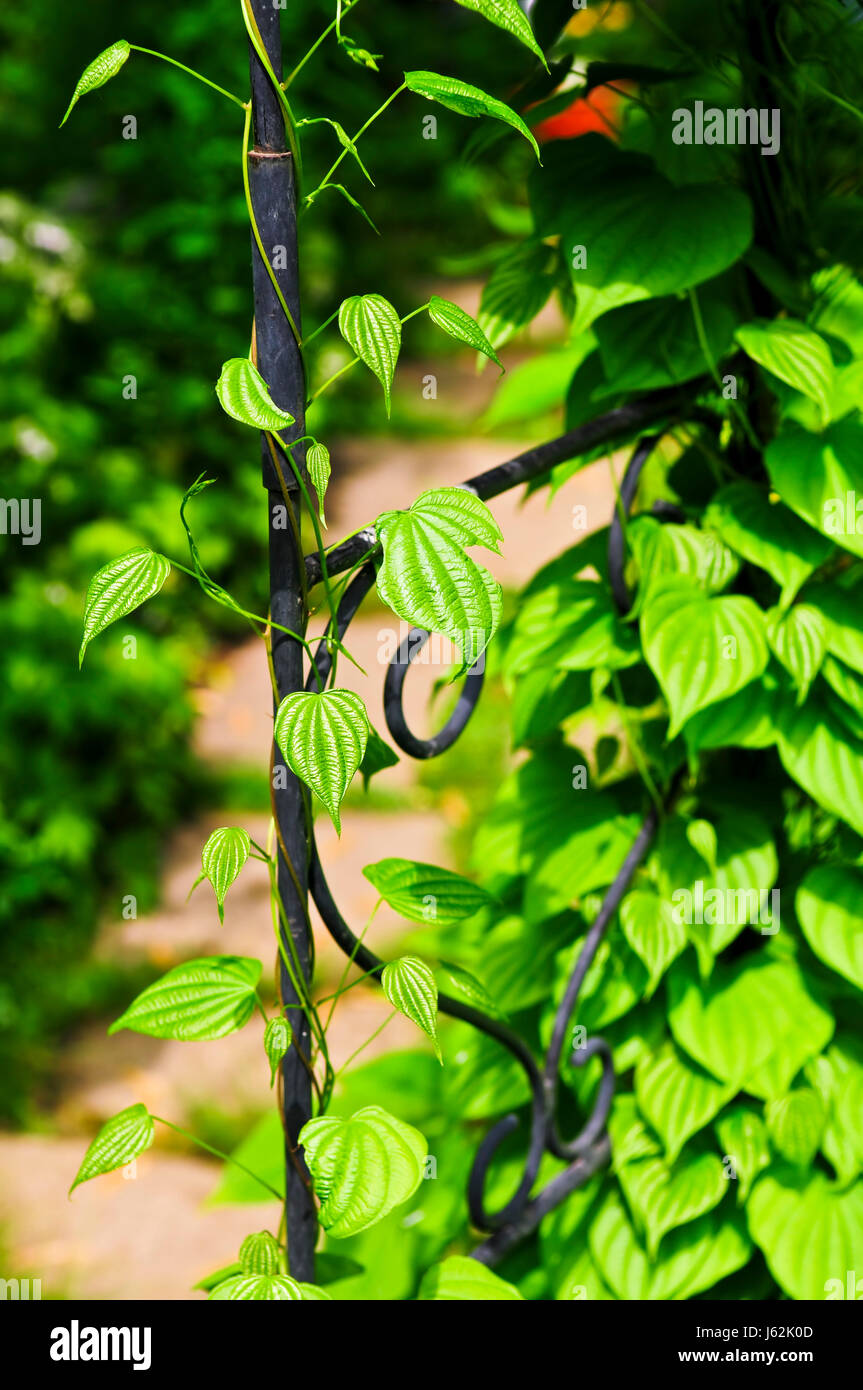 Wrought iron vine grape hi-res stock photography and images - Alamy
