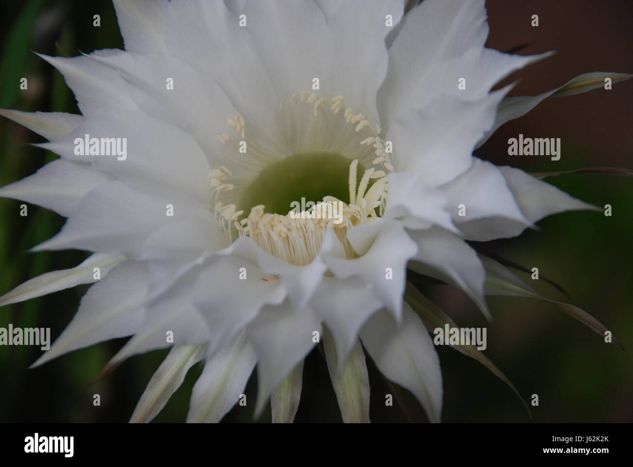 Queen of the night plant hi-res stock photography and images - Alamy
