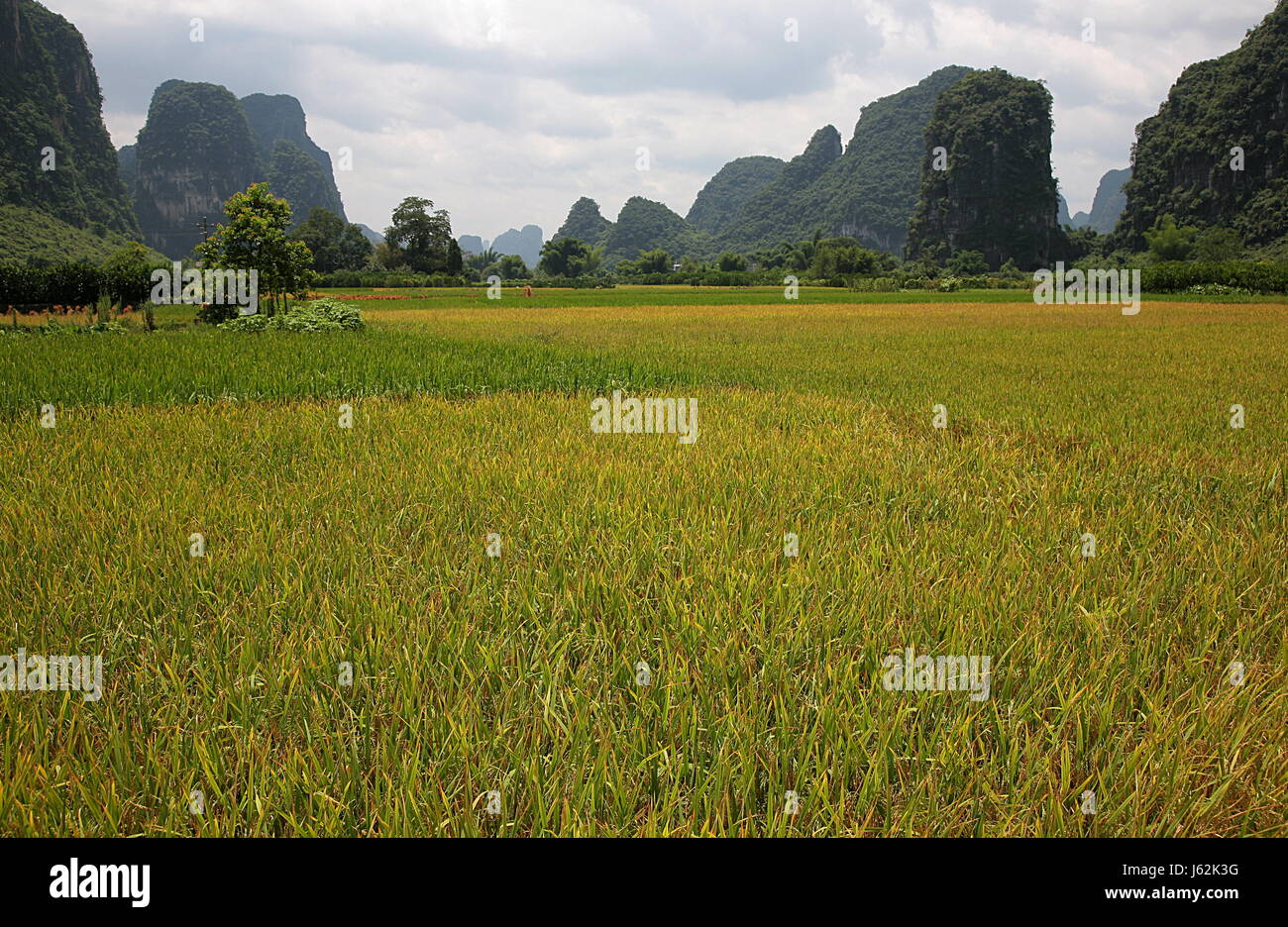 rice fields in southern china Stock Photo - Alamy