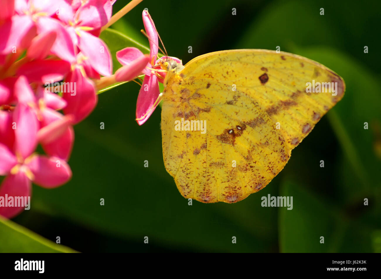 Cloudless sulfur butterfly hi-res stock photography and images - Alamy