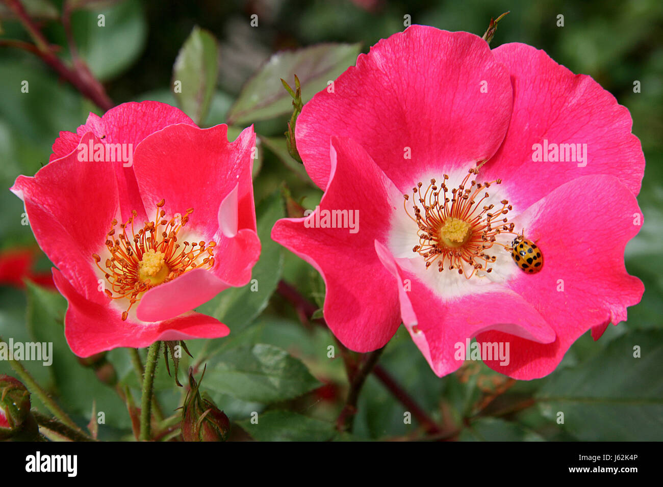 pink shrub rose Stock Photo - Alamy