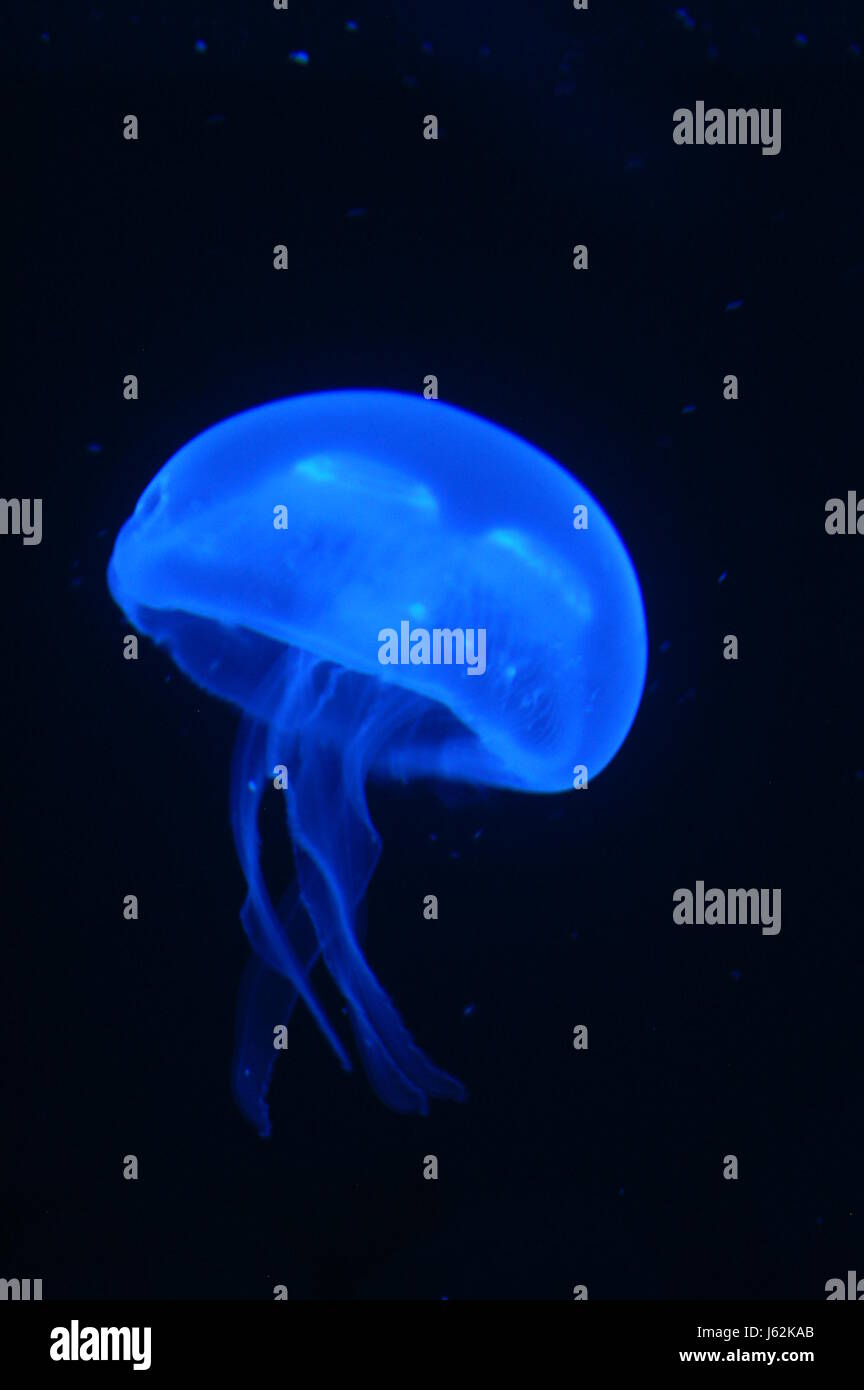 blue ghosts at night Stock Photo - Alamy