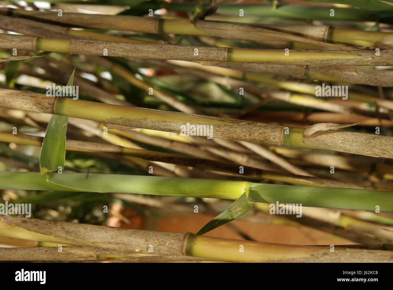 Bamboo windbreak hi-res stock photography and images - Alamy
