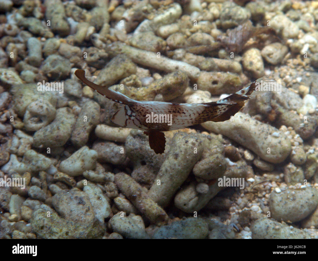 Peacock razorfish hi-res stock photography and images - Alamy