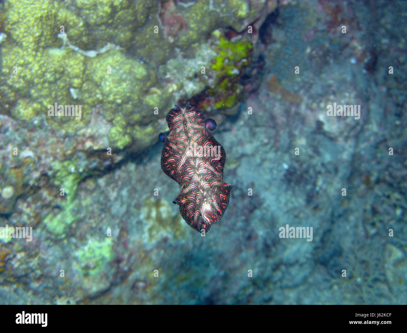 Strudelwurm hi-res stock photography and images - Alamy