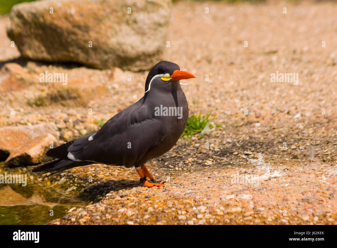 inca tern - larosterna inca Stock Photo - Alamy