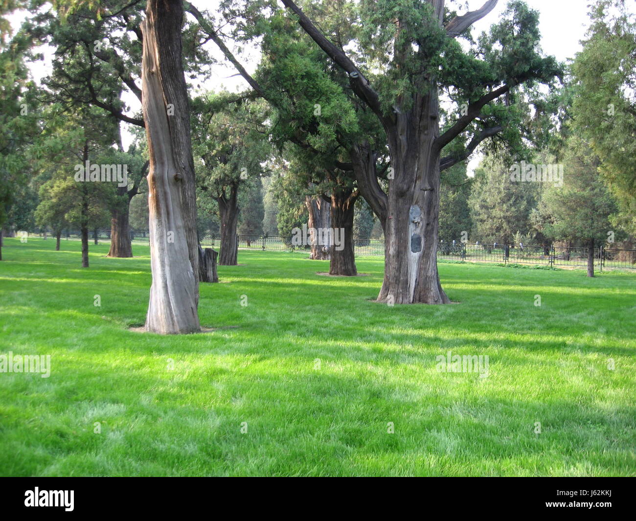 park plant beijing meadow nature china park plant asia beijing meadow ...