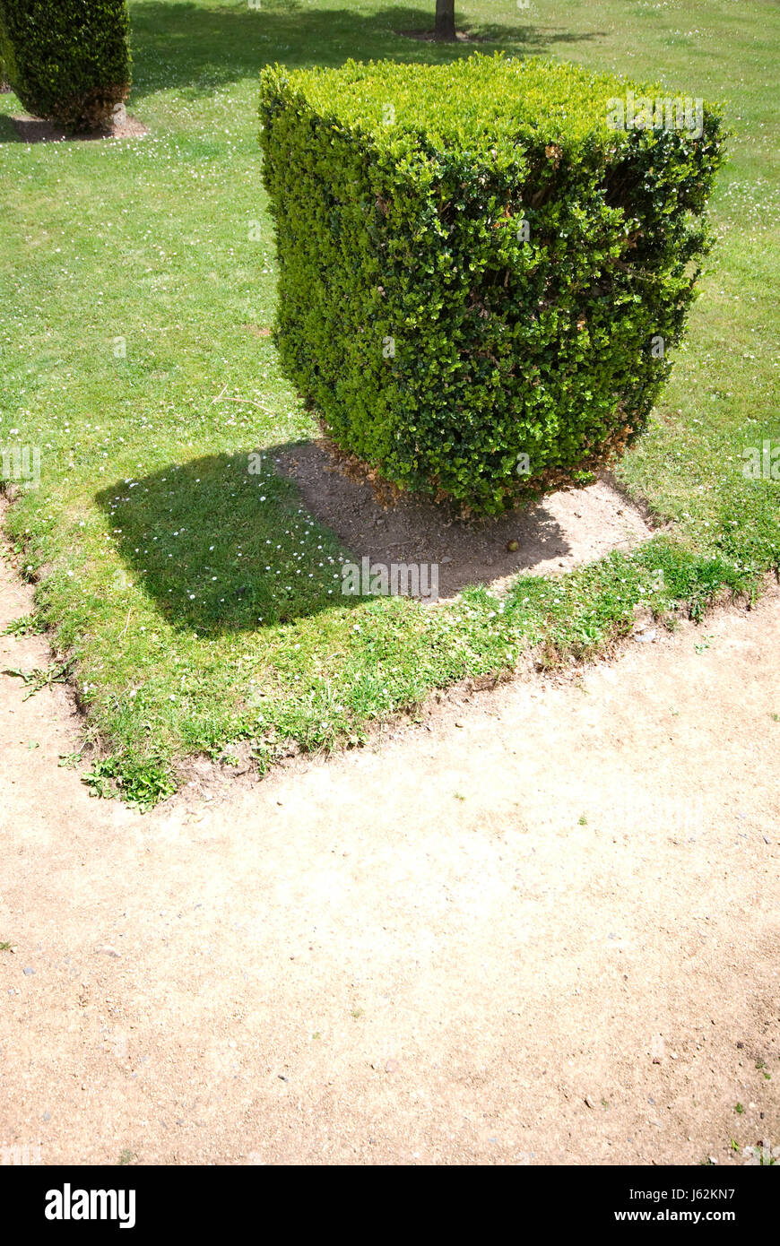 park green box-tree hedge hedges quadratic plant recording box hedge ...