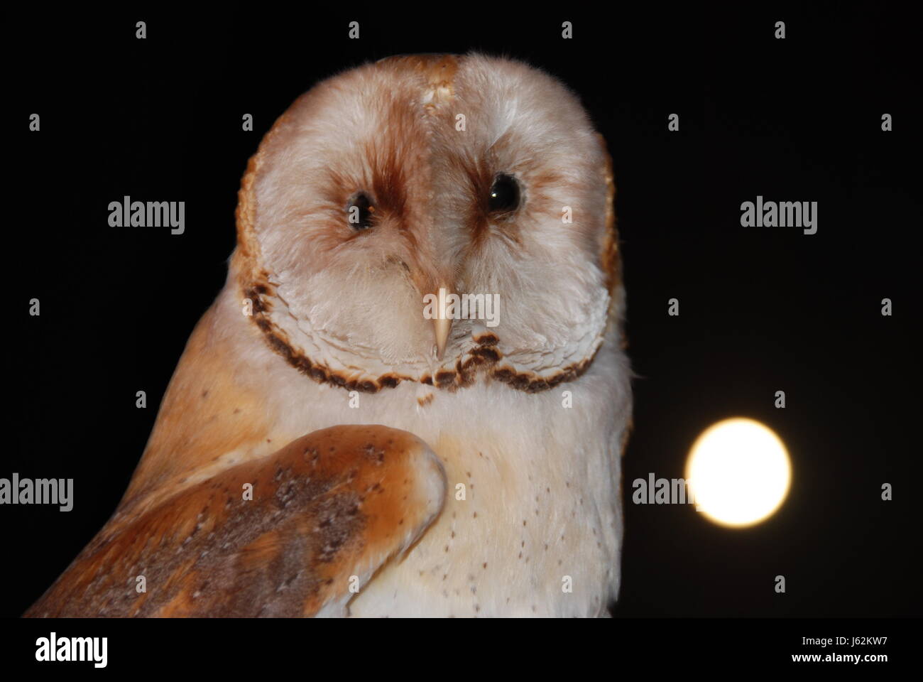 night nighttime moon full moon owl midnight barn owl bird curious nosey ...