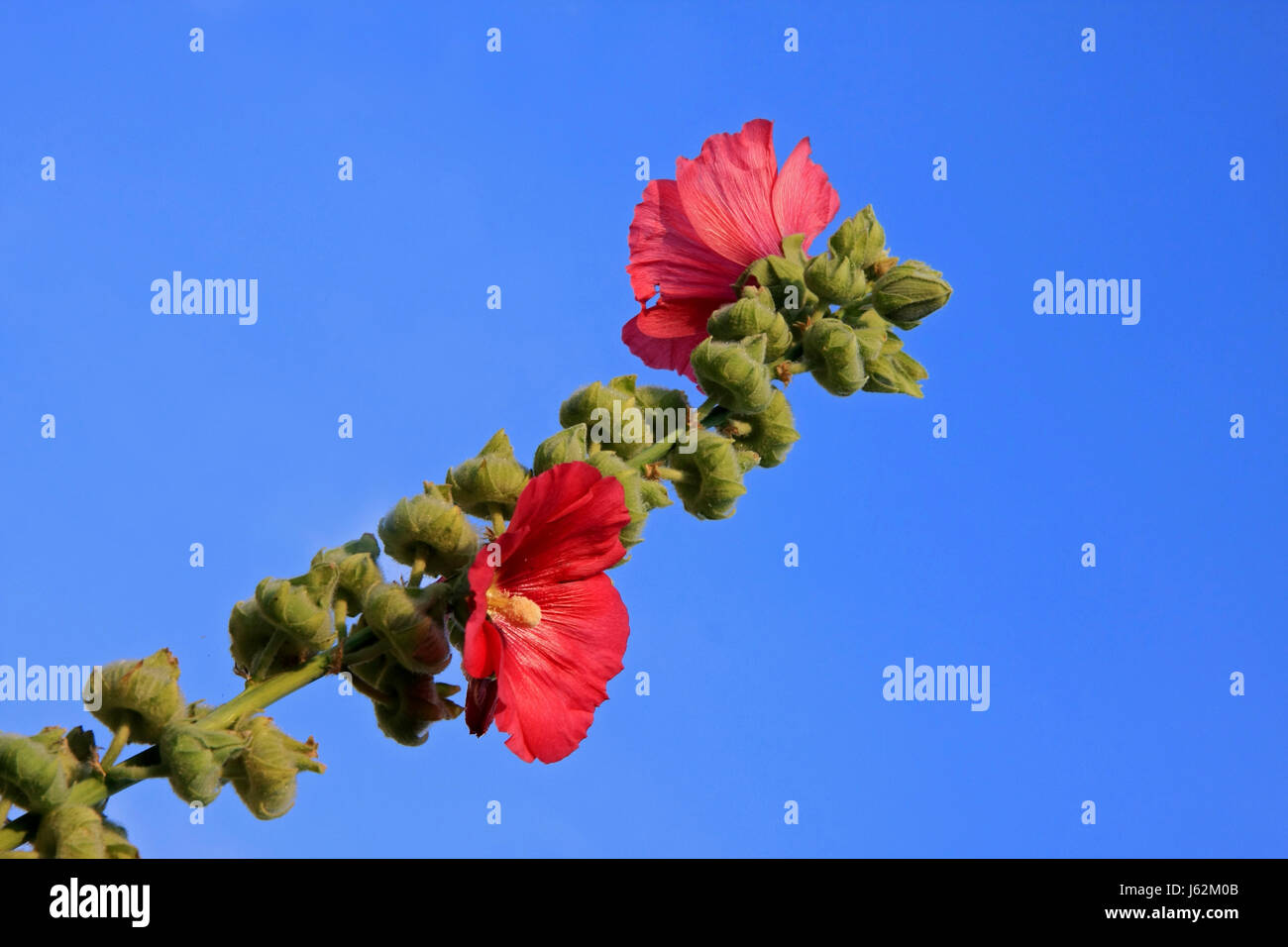 flower plant bloom blossom flourish flourishing leaves petals stalk ...