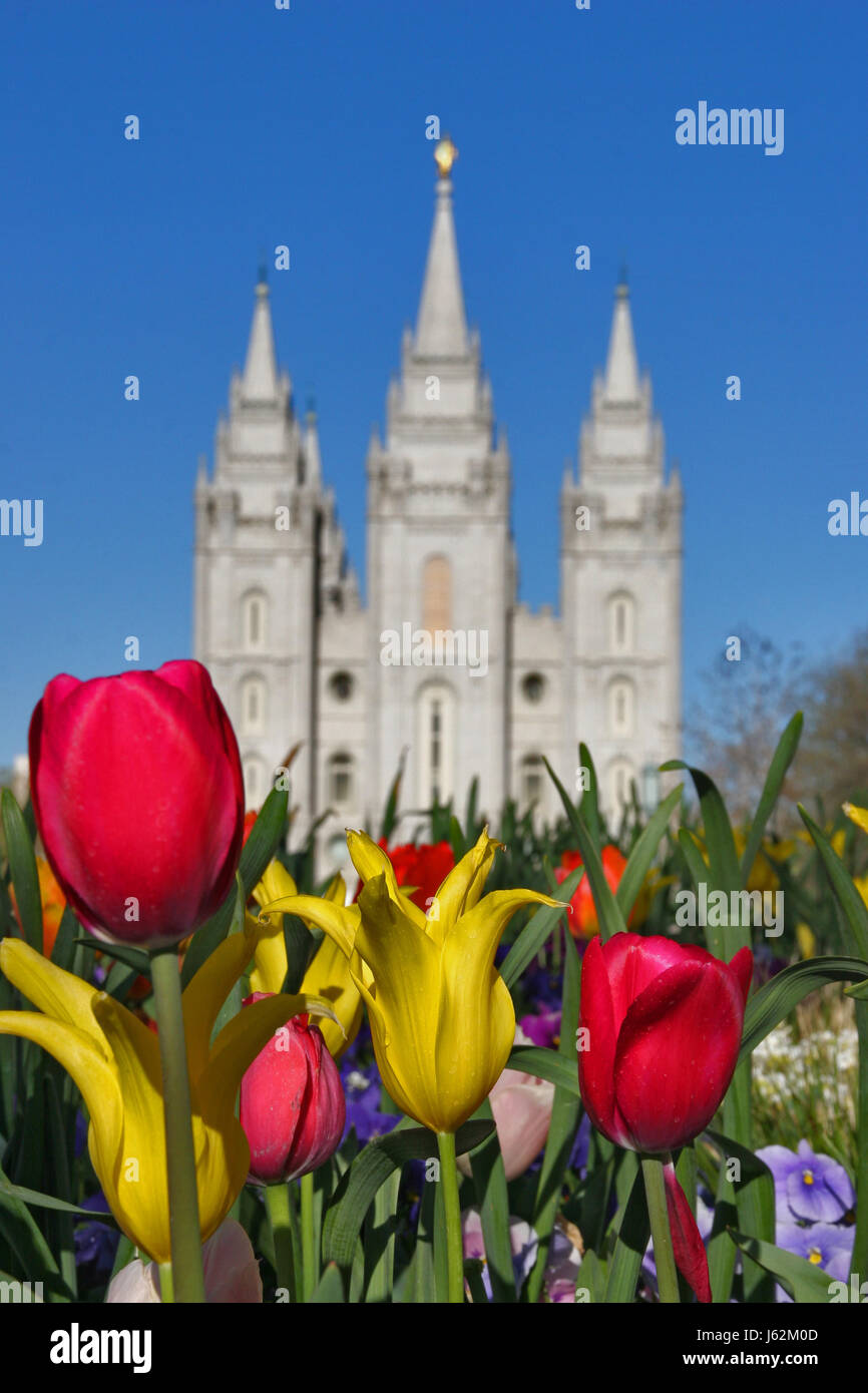 flower flowers plant summer summerly tulips tulip belief church temple ...