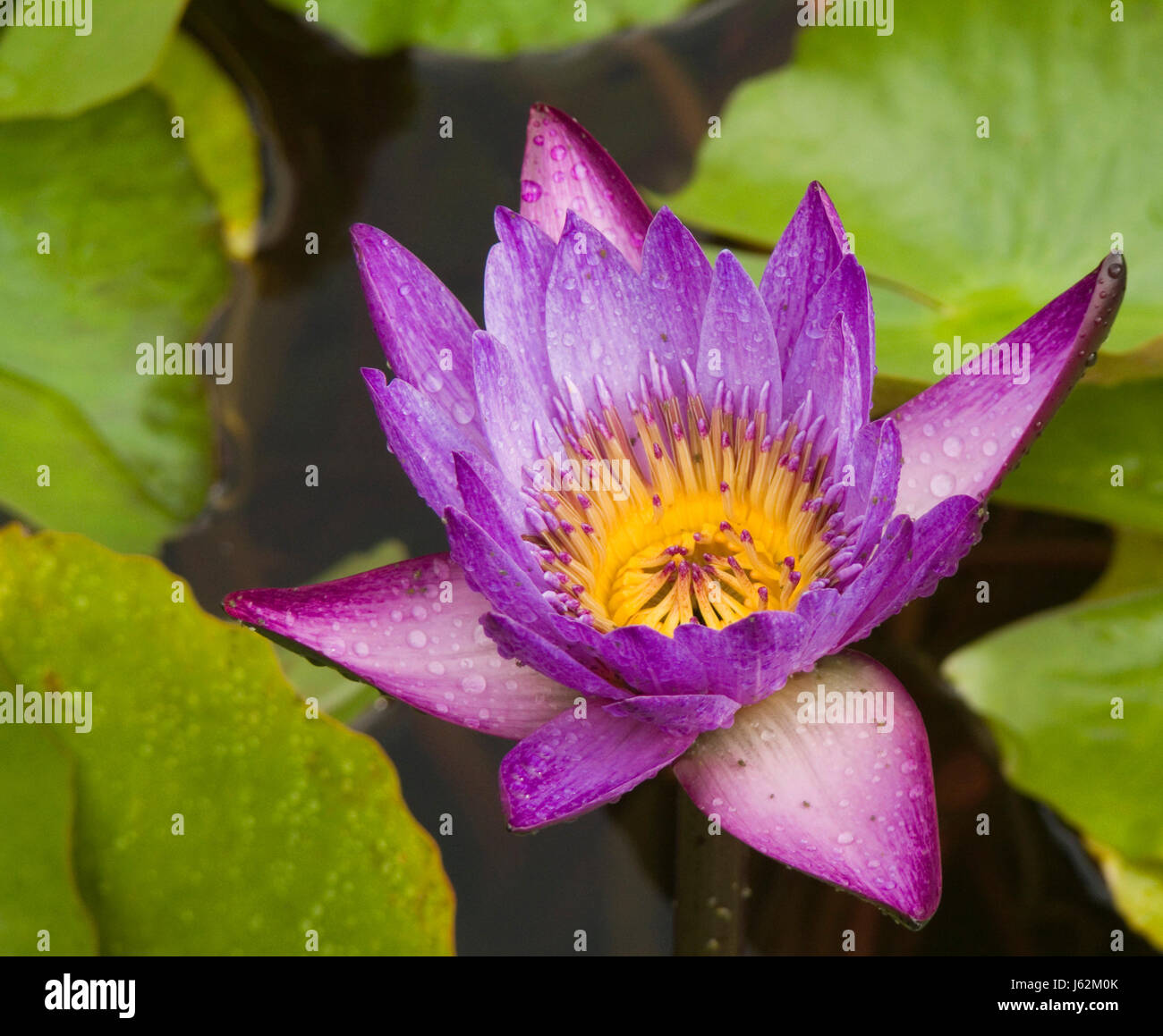 water lily aquatic plant water drop waterdrop water drop drip drops ...