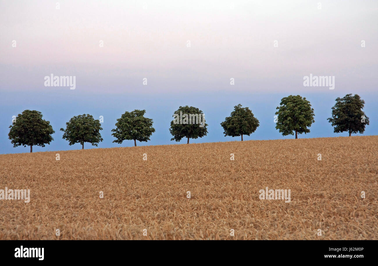 Tree with seven branches hi-res stock photography and images - Alamy