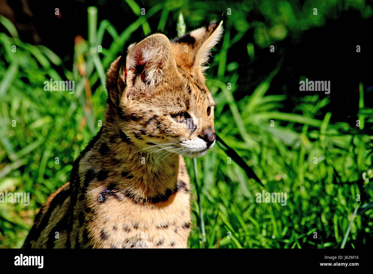 Seval hi-res stock photography and images - Alamy