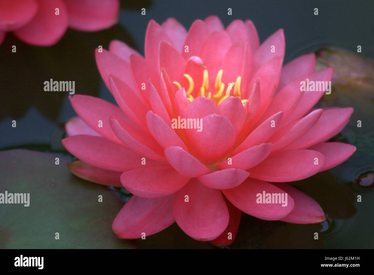 water lily aquatic plant red yellow water leaf flower plant bloom ...