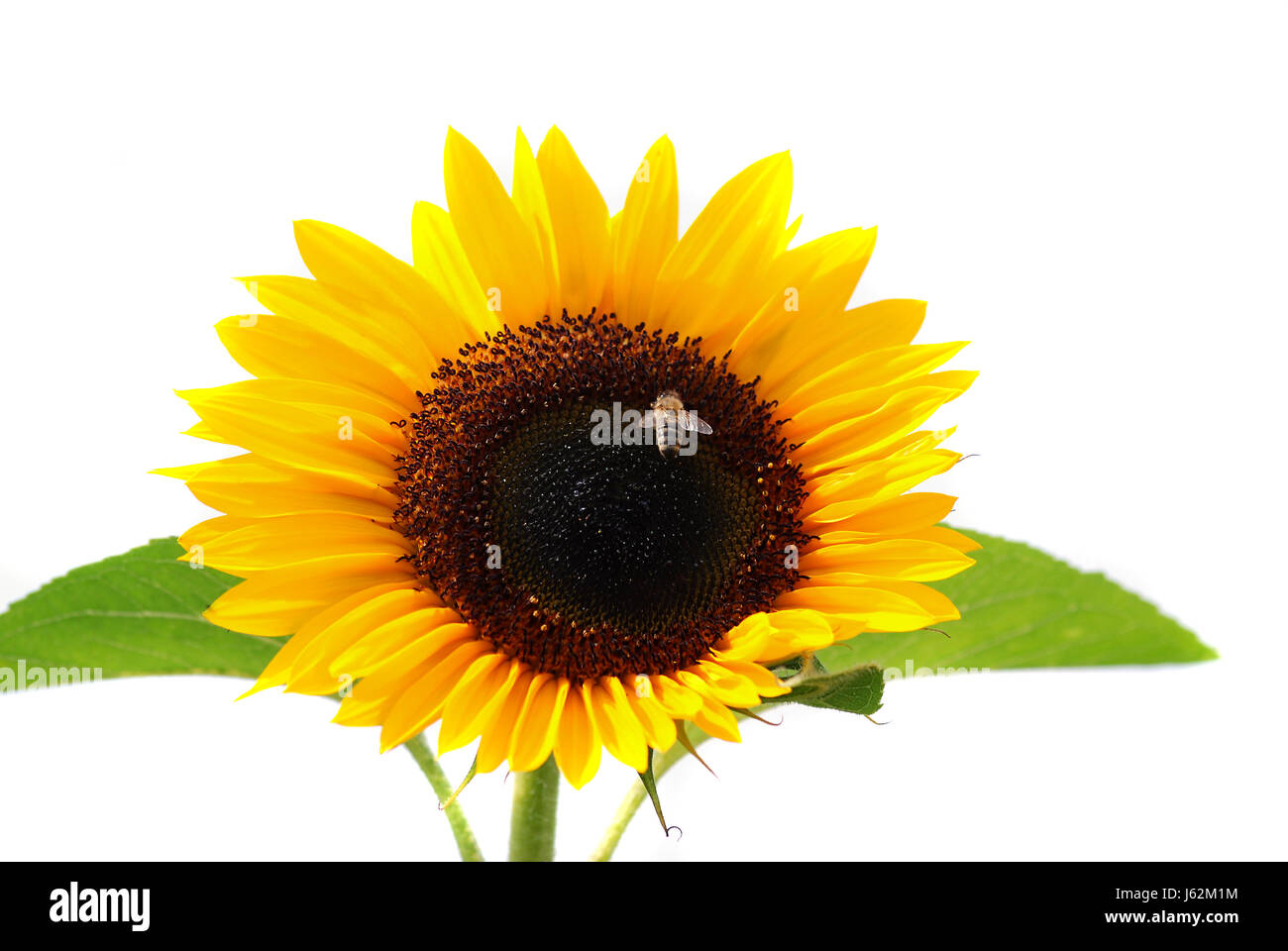 flower sunflower plant radiate rays yellow isolated optional flower ...