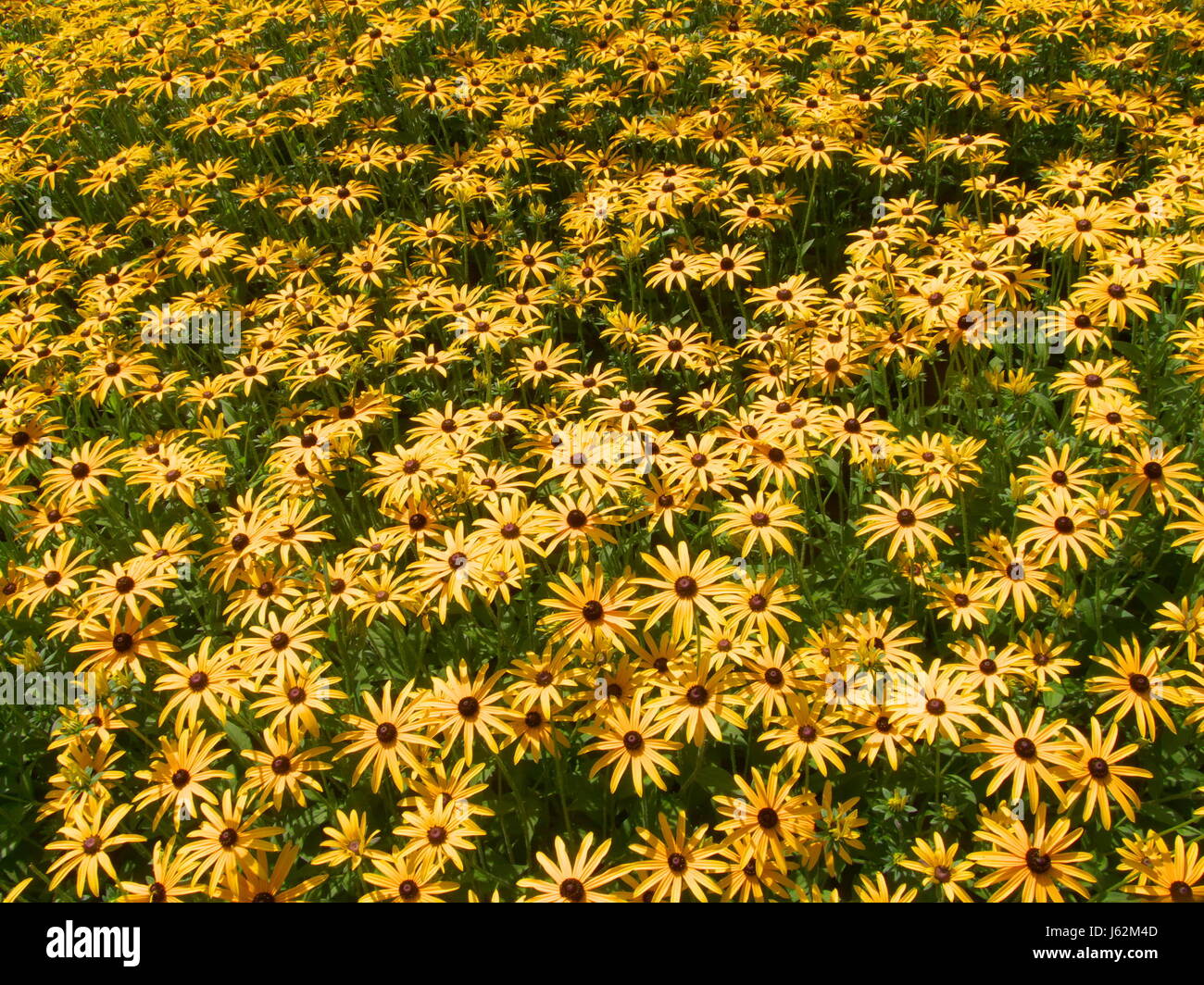 blossoms bleed garden summer summerly blossoms summer flower gardens ...