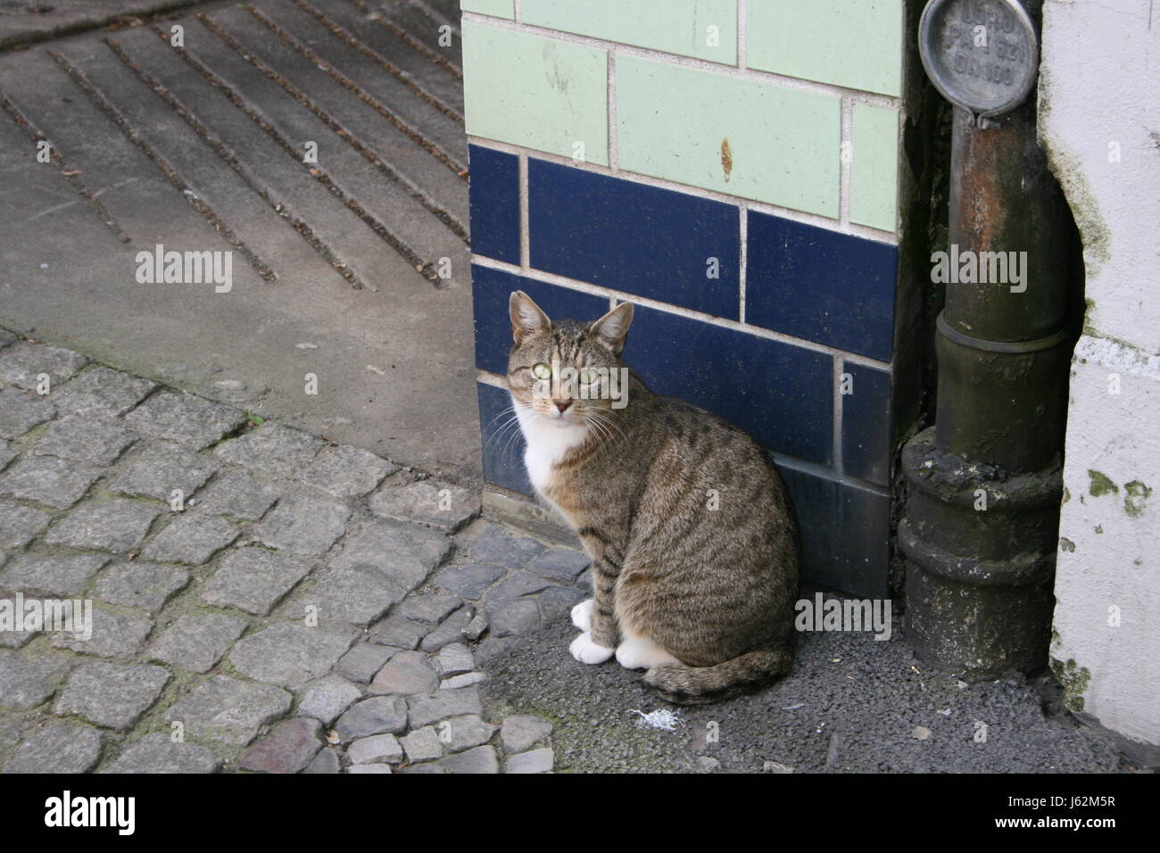 Blue ceramic cat hi-res stock photography and images - Alamy