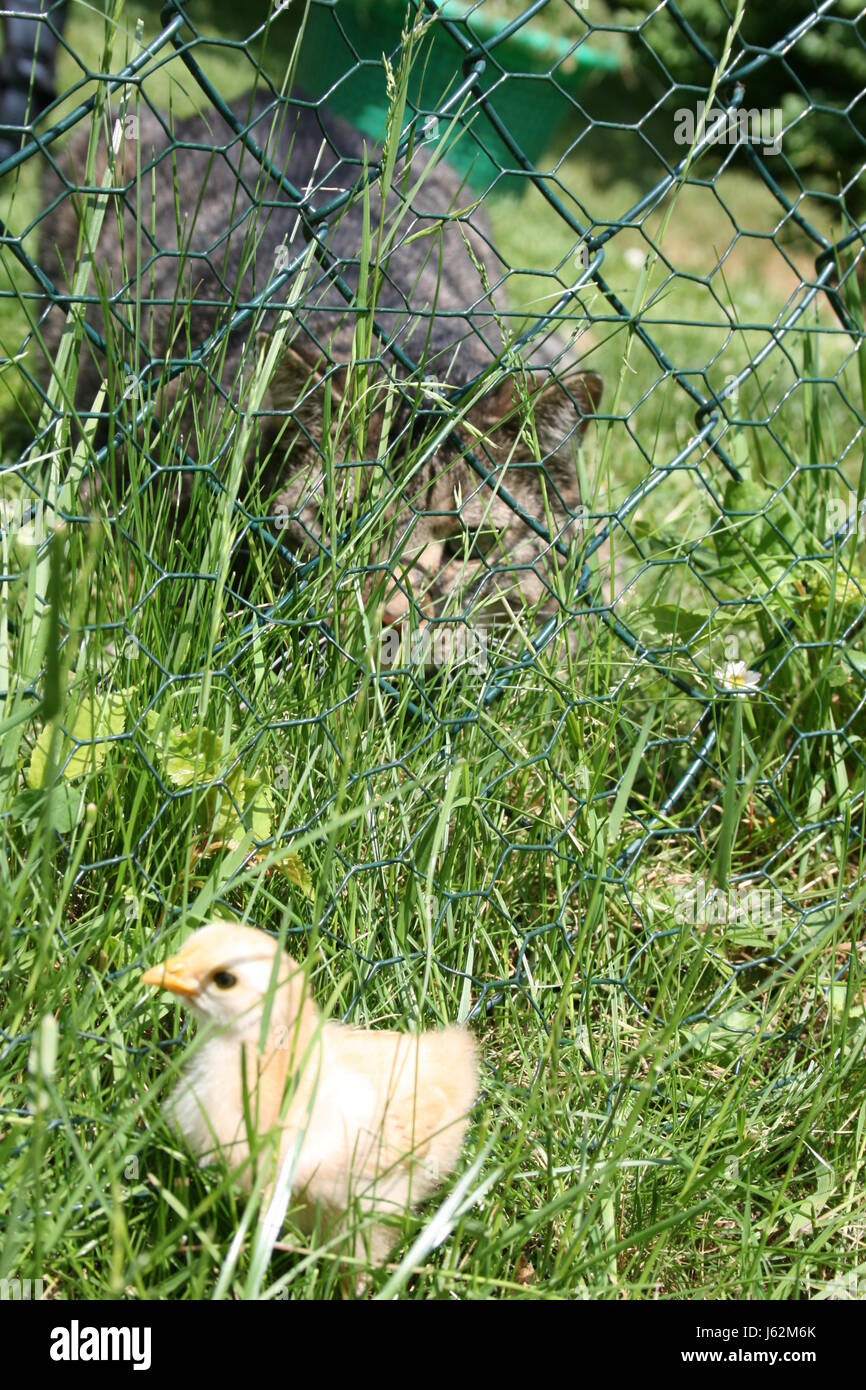 Cat chicken hi-res stock photography and images - Alamy
