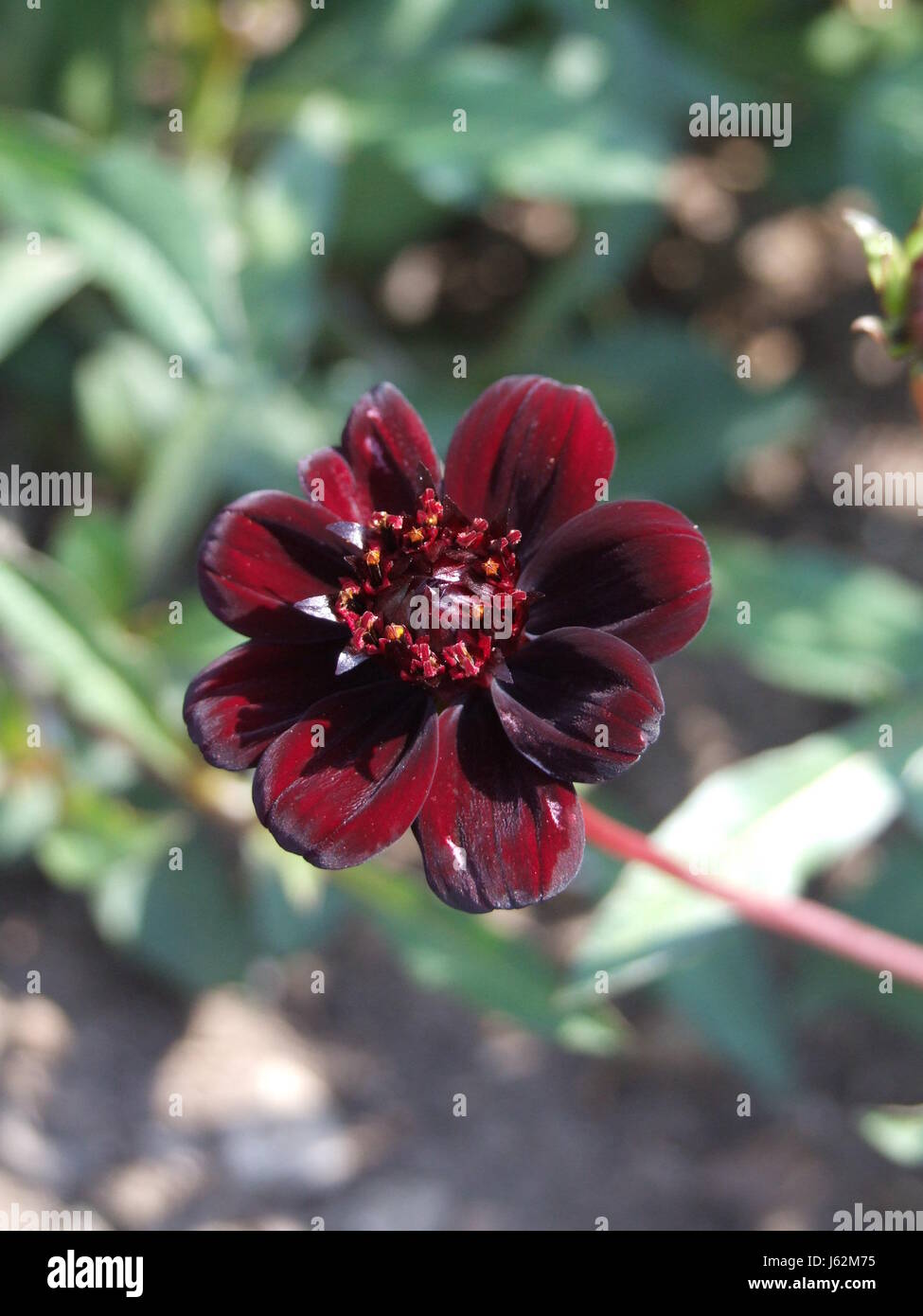 garden flower flowers plant summer summerly gardens red garden plant ...