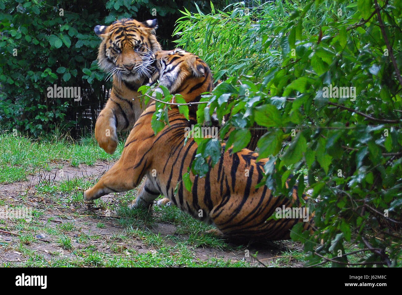 tiger fight 1 Stock Photo - Alamy