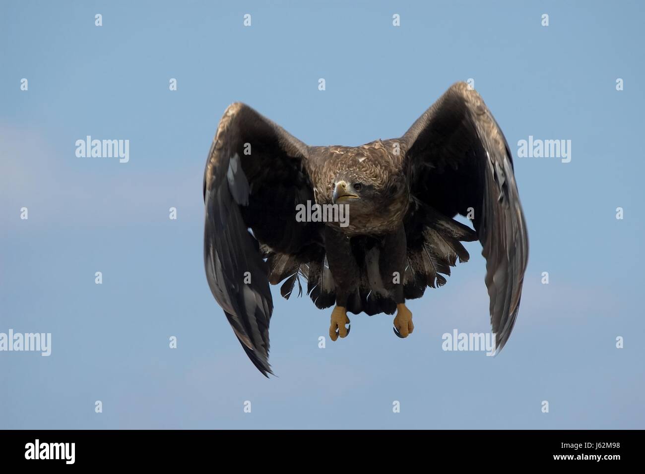 German federal eagle hi-res stock photography and images - Alamy