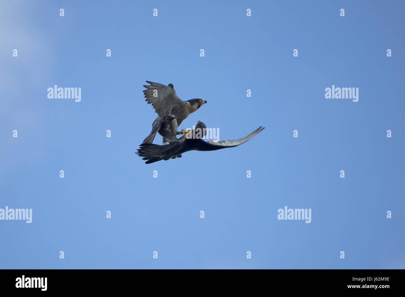 falcon raptor male two blue fight fighting hunter eye organ birds of ...