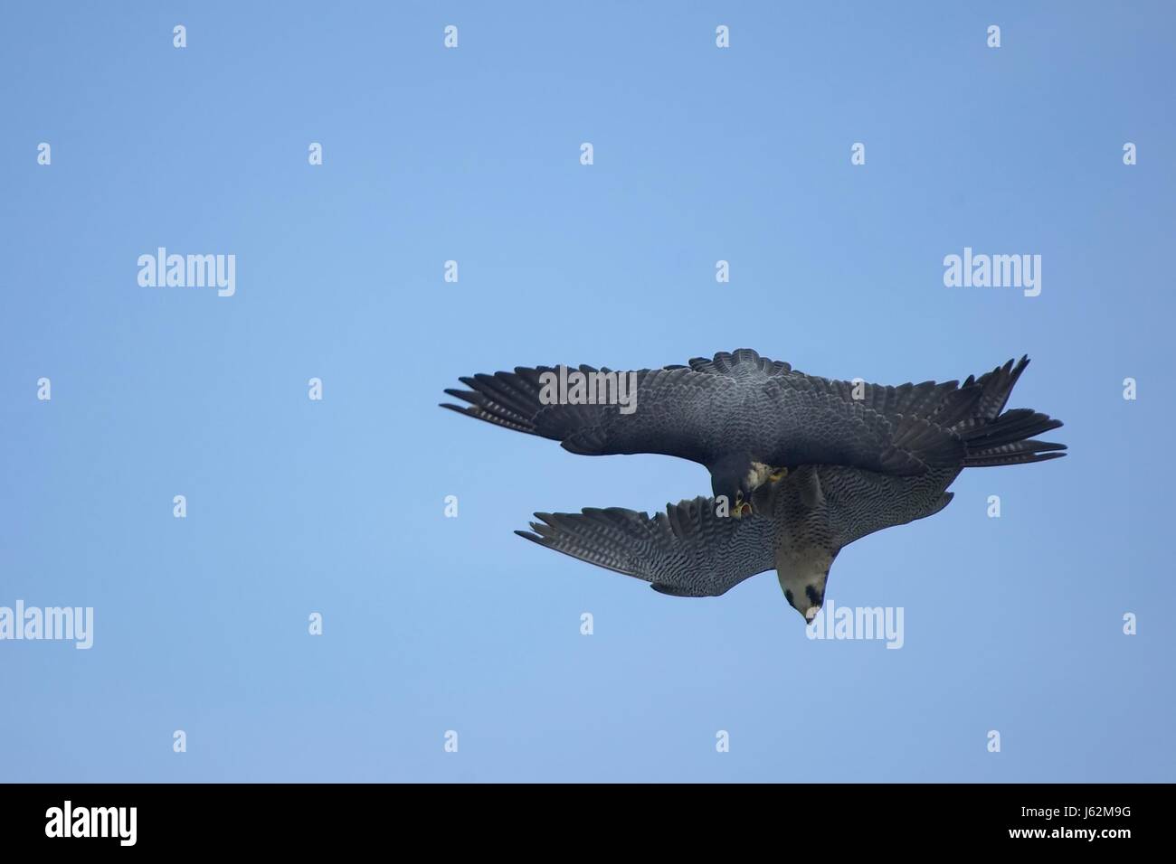 fight fighting falcon raptor male two blue hunter eye organ birds of ...