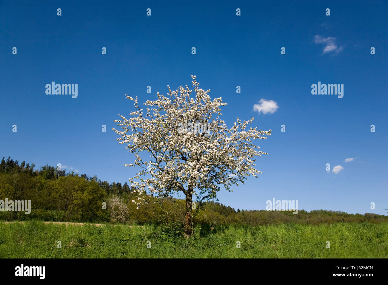 flowering fruit tree Stock Photo - Alamy flowering fruit tree Stock Photo - Alamy