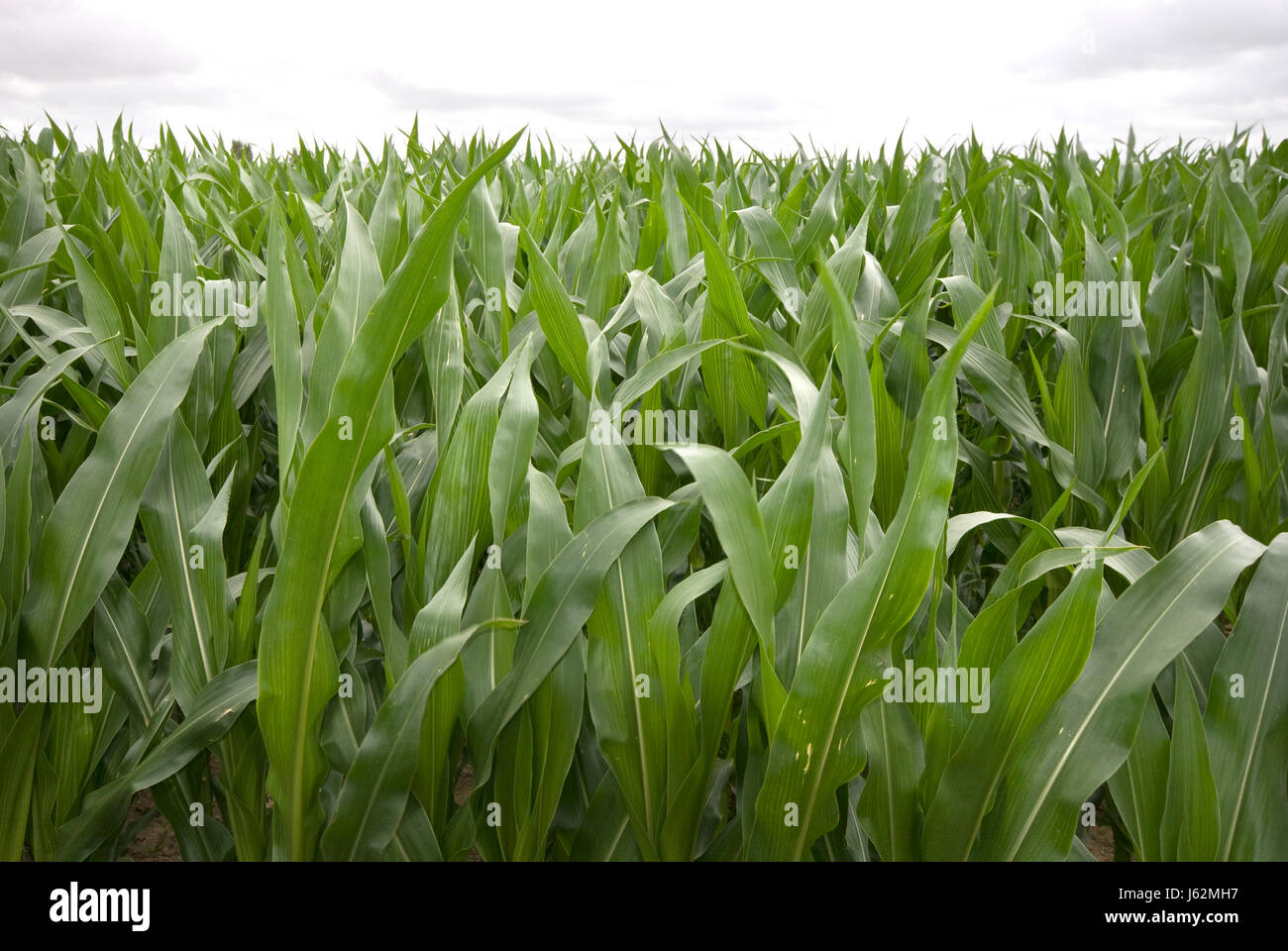 green agriculture farming field corn cornfield harvest grain cereal ...