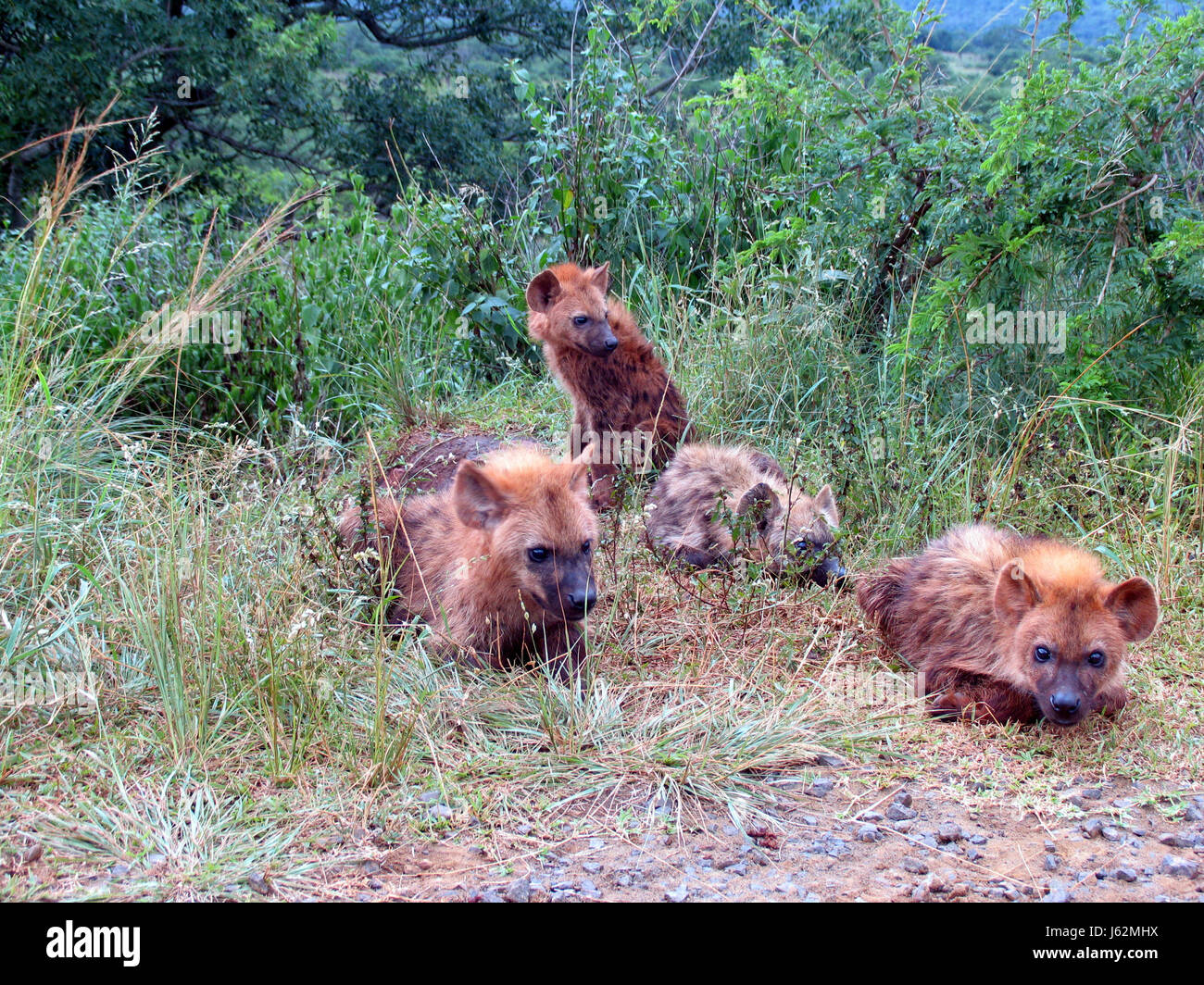 national park wild africa dog scavenger hyaena hyena young younger ...