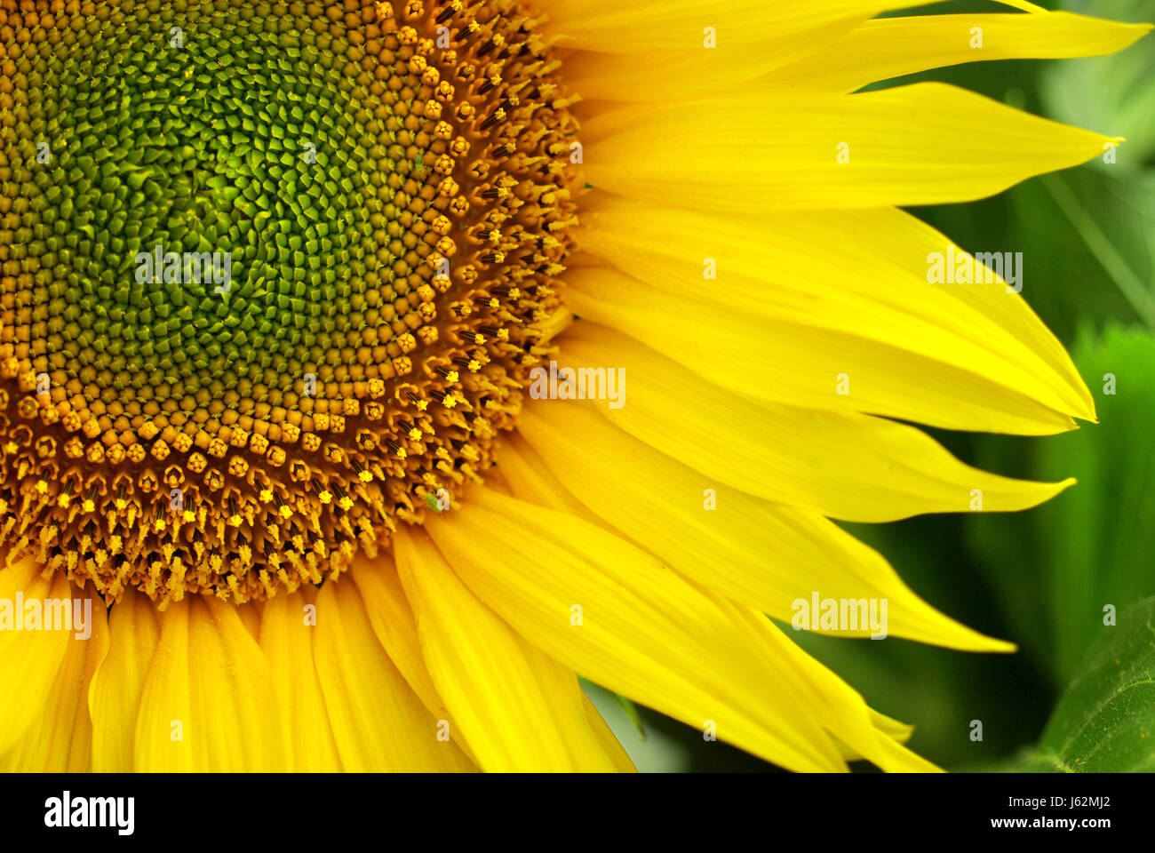 Sonnenblumenmakro hi-res stock photography and images - Alamy