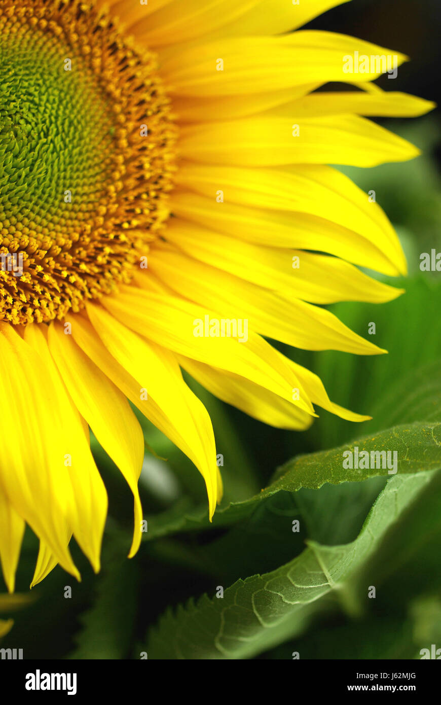 flower plant bloom blossom flourish flourishing sunflower sunflower ...