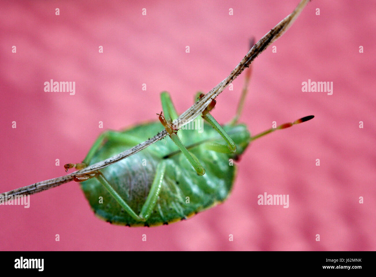 larva underside macro close-up macro admission close up view animal ...