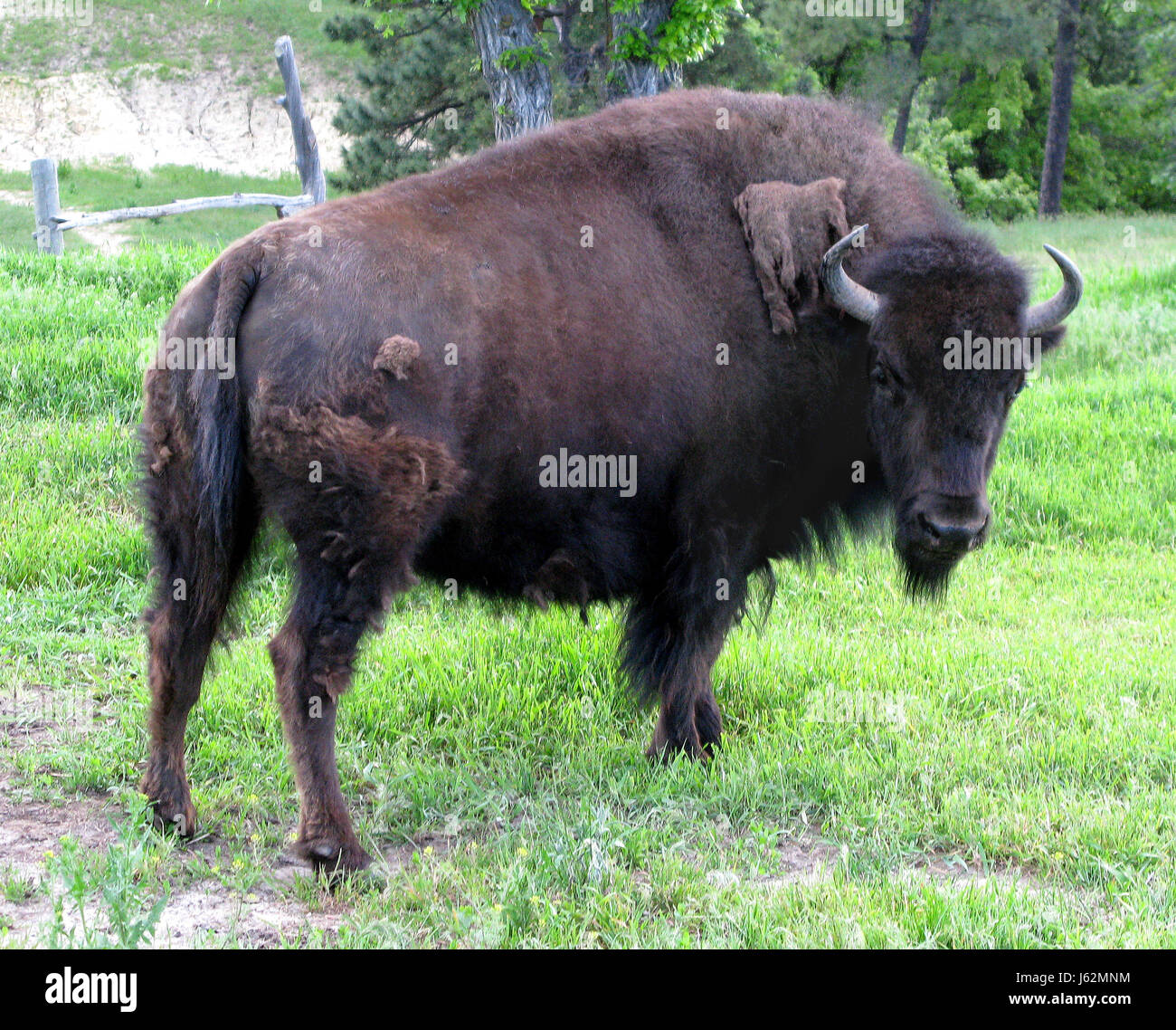 wild usa bison buffalo step tier travel holiday vacation holidays ...