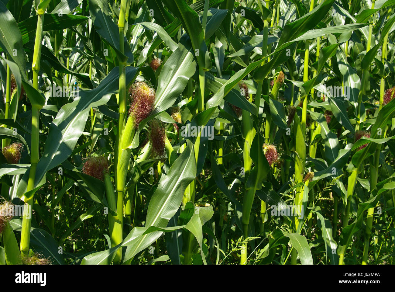 fodder field vegetable corn piston corncob cornfield cob plant leaf ...