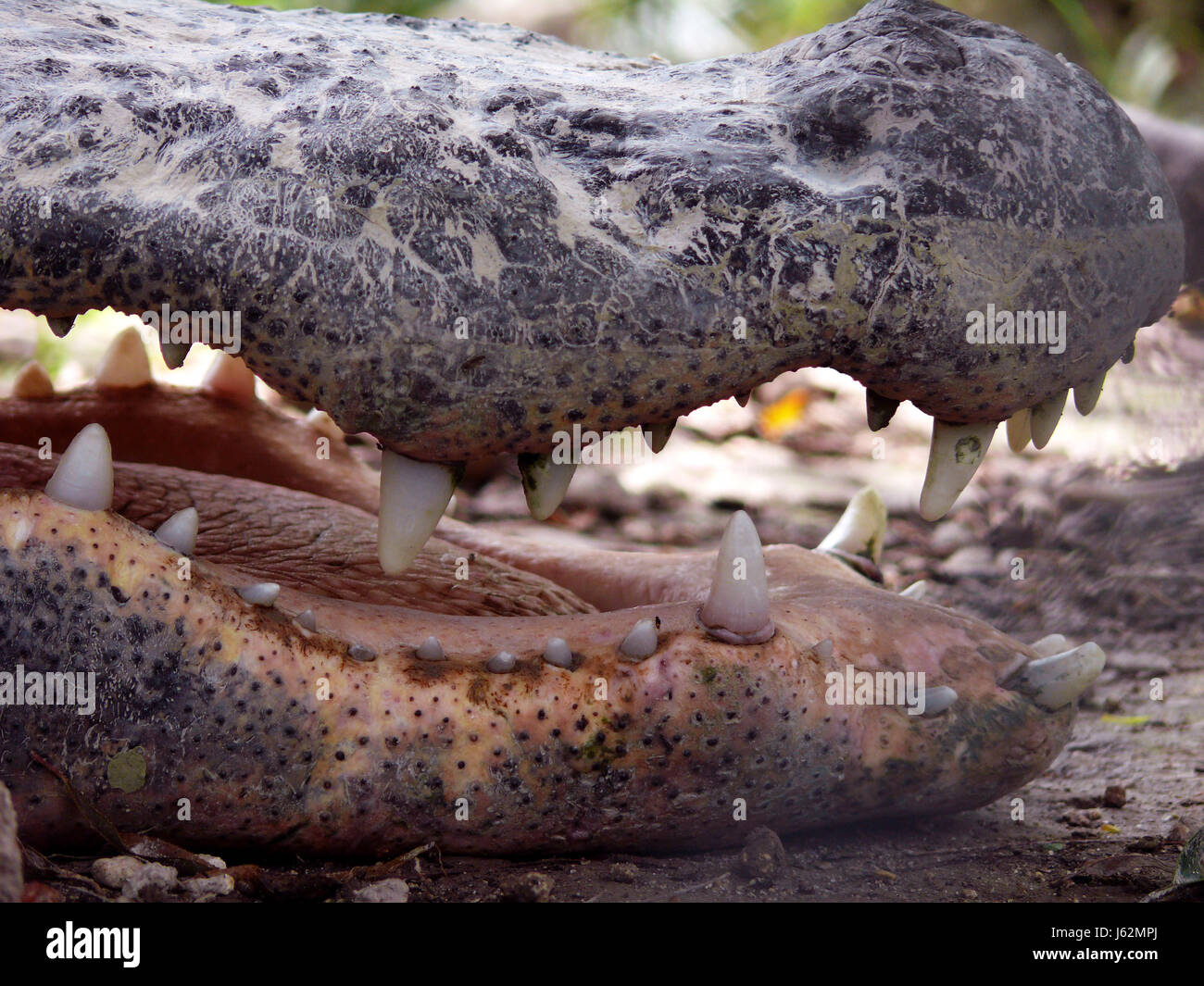 mouth teeth crocodile care of the teeth bite tooth space dangerous ...
