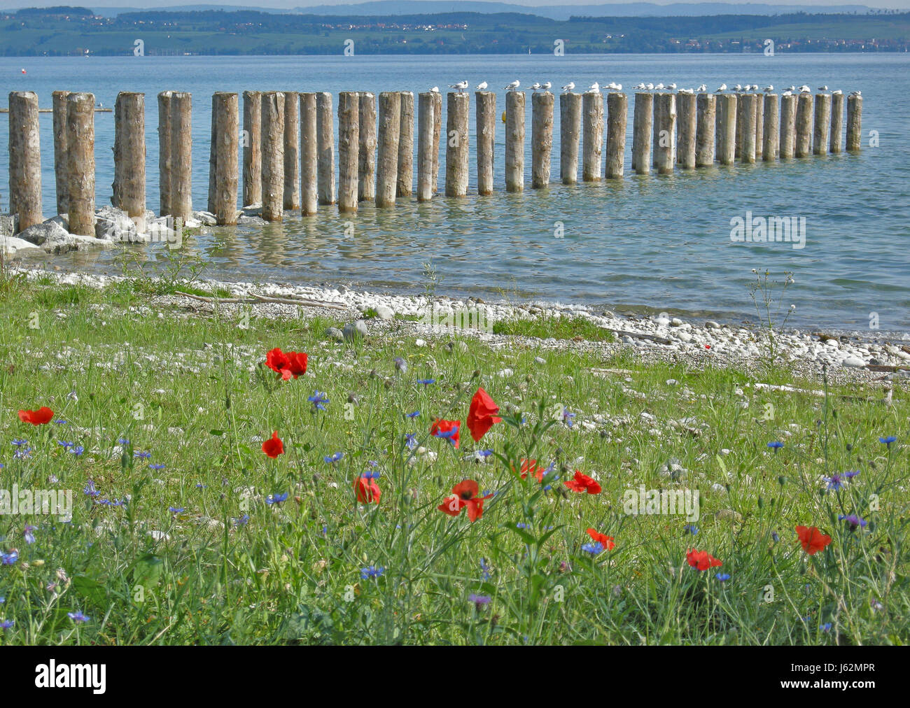horizon flower flowers plant mirroring poppy salt water sea ocean water ...