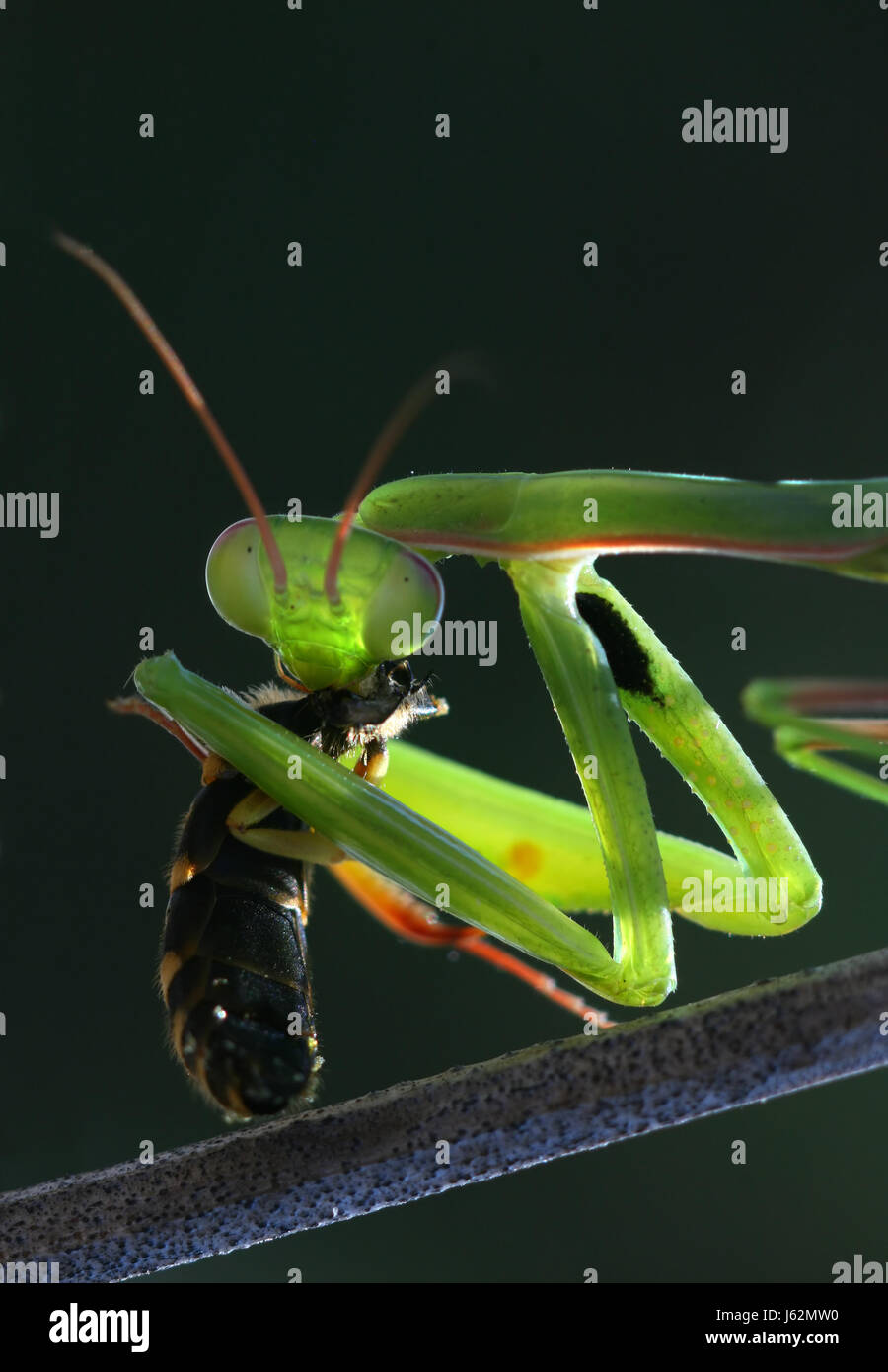 mantis with prey Stock Photo - Alamy