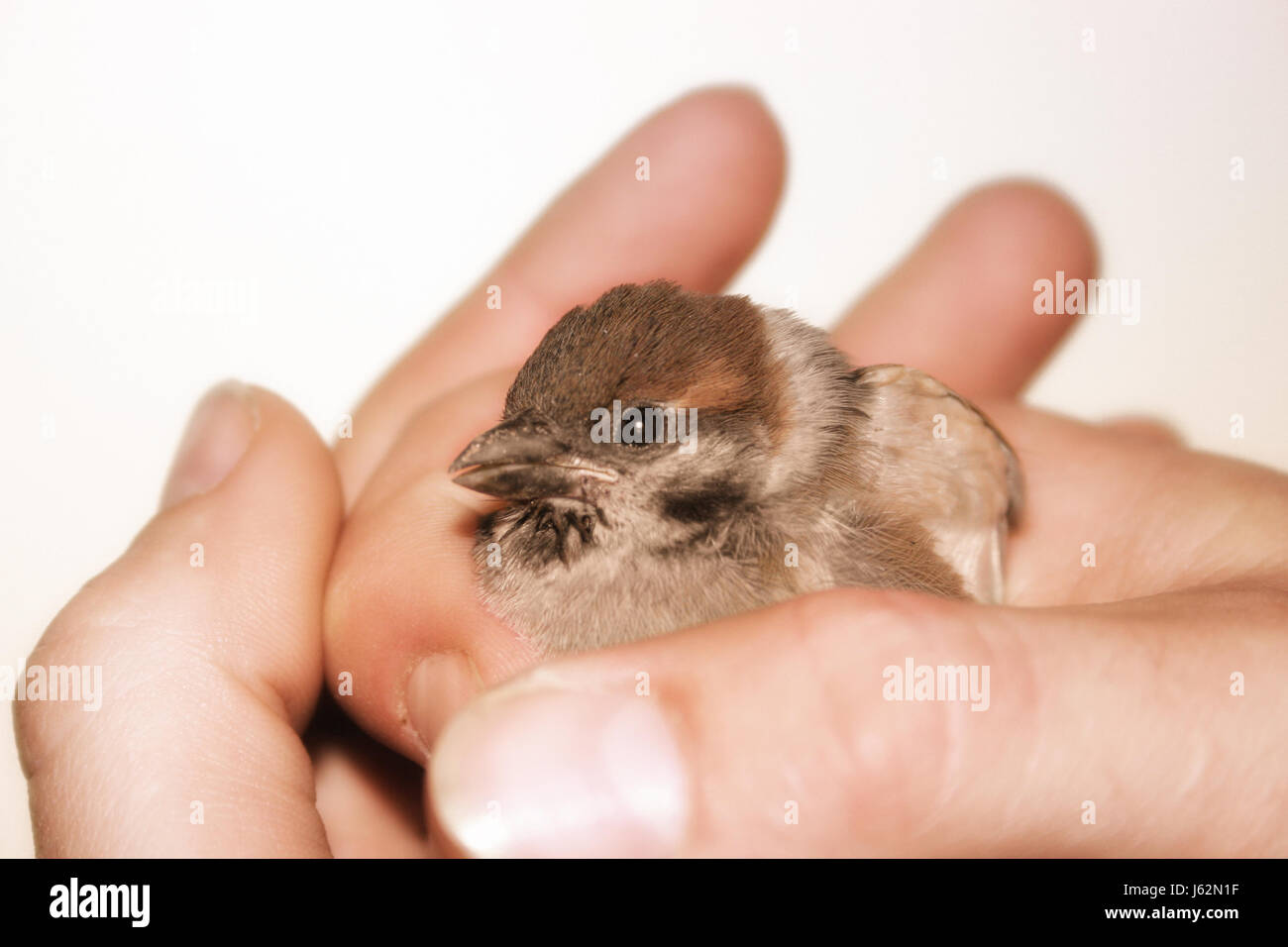 Spatz in der hand hi-res stock photography and images - Alamy