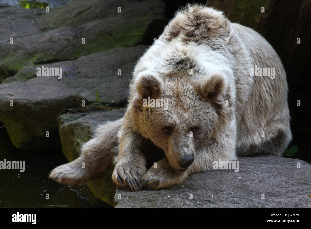 Peevish hi-res stock photography and images - Alamy