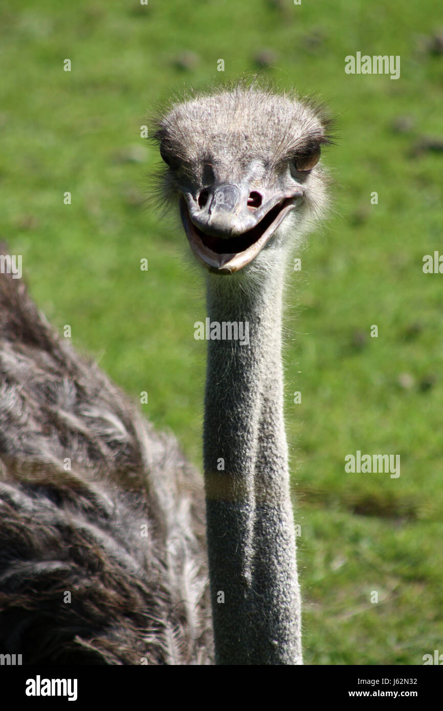 Strauss portrait hi-res stock photography and images - Alamy