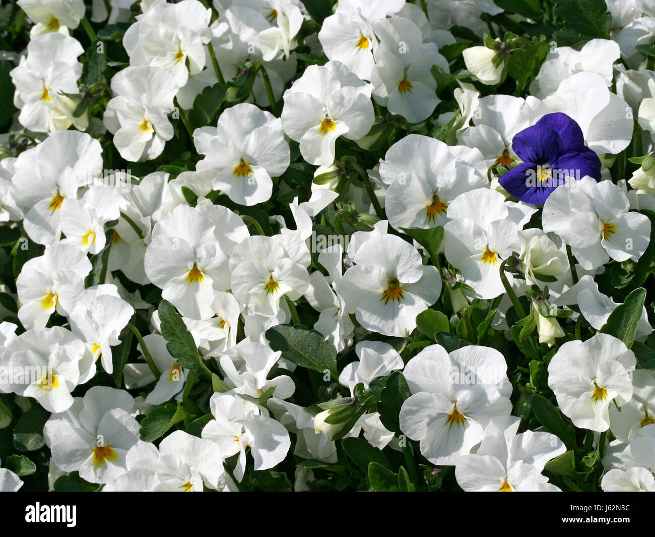 Viola celestial hi-res stock photography and images - Alamy