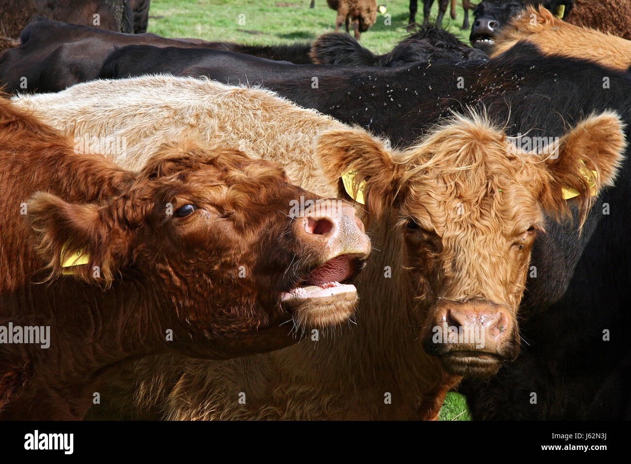 frontally cattle faces group beef brown brownish brunette agriculture ...