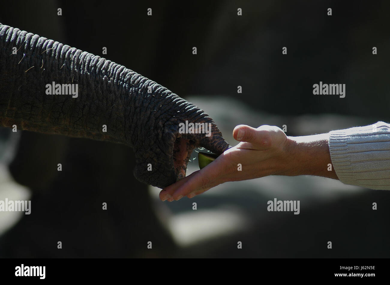 hand elephant skin feed proboscis give hand reach elephant skin with ...